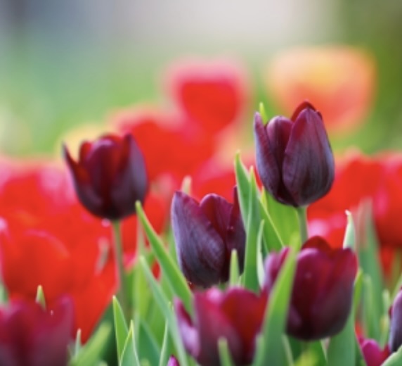 storytelling – Untold Animal Stories